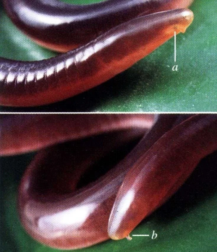 The Amazing Caecilians — Tetrapod Zoology
