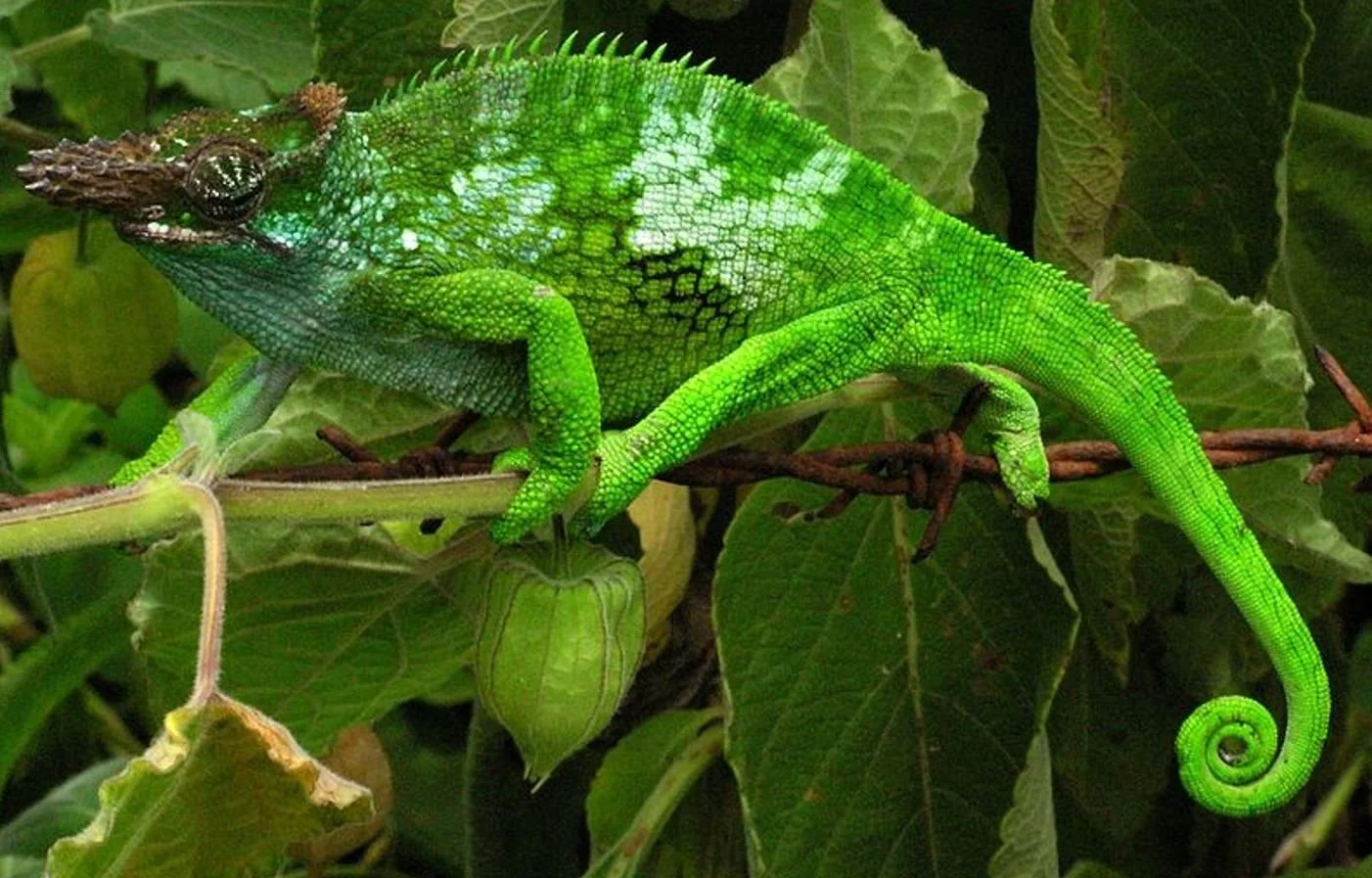 What's With All These New Chameleon Names? Chameleons, Part 1 ...