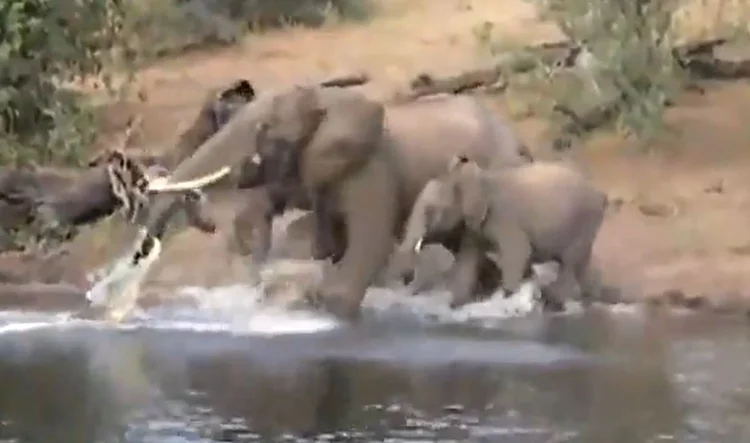 Crocodiles Attack Elephants Then, Now, and Still — Tetrapod Zoology