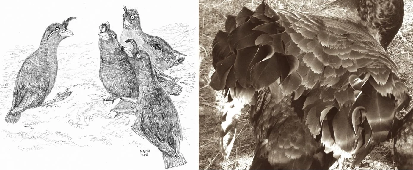 Inside the Cassowary's Casque, Updated for 2022 — Tetrapod Zoology