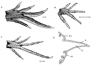 The Remarkable Basilisks — Tetrapod Zoology