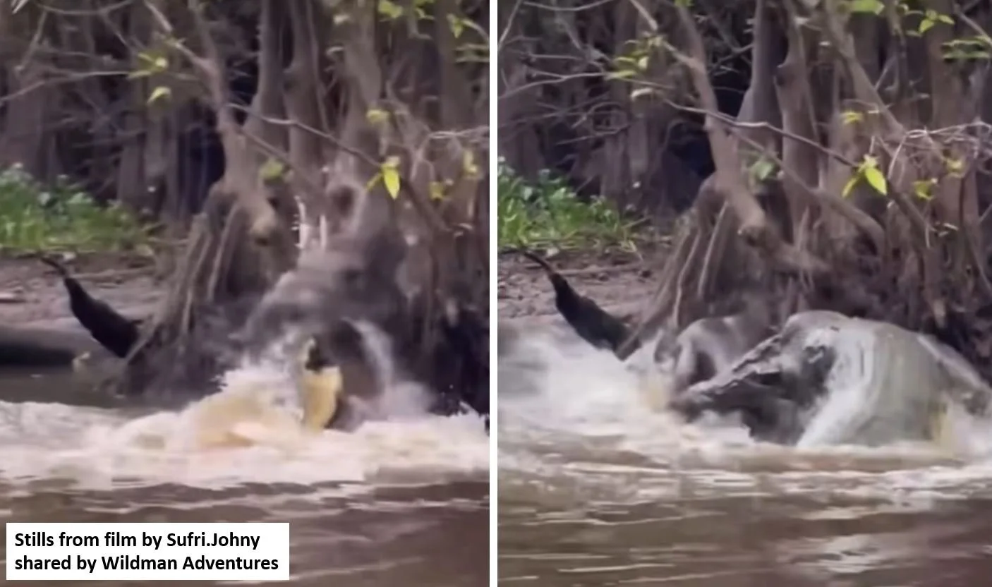 Crocodiles Attack Elephants Then, Now, and Still — Tetrapod Zoology