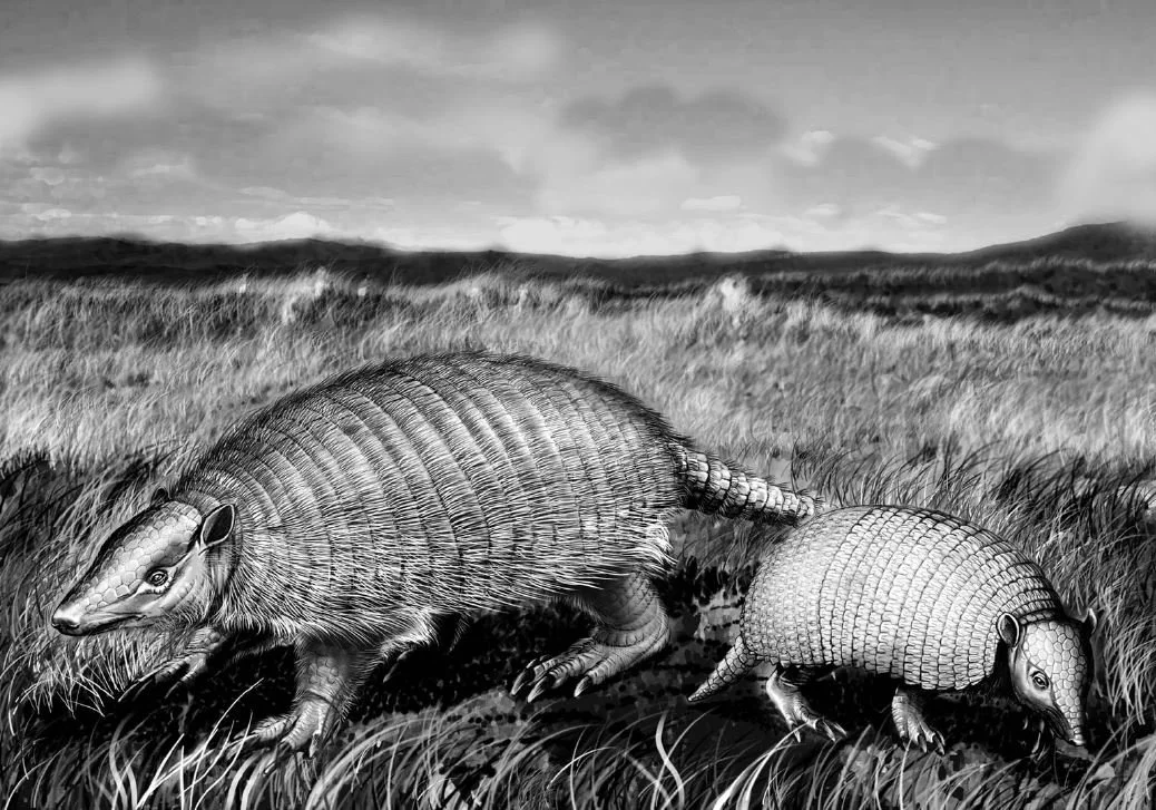 Armadillo Empire, Part 1: of Euphractines and Eutatines — Tetrapod Zoology