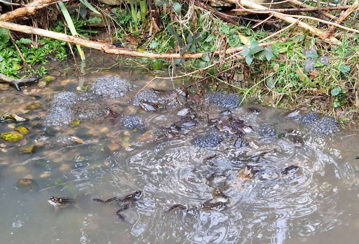 Spawnwatch 2026 — Tetrapod Zoology