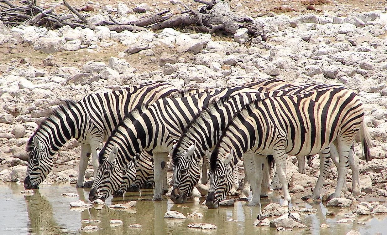 The Slightly Surprising Diversity of Zebras, Part 1 — Tetrapod Zoology