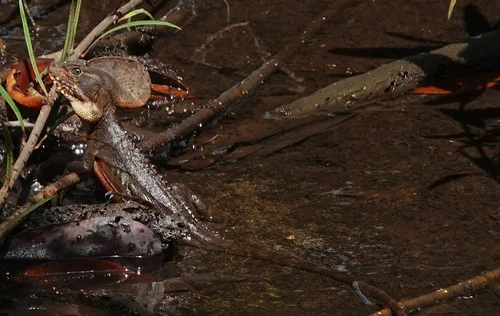 The Remarkable Basilisks — Tetrapod Zoology