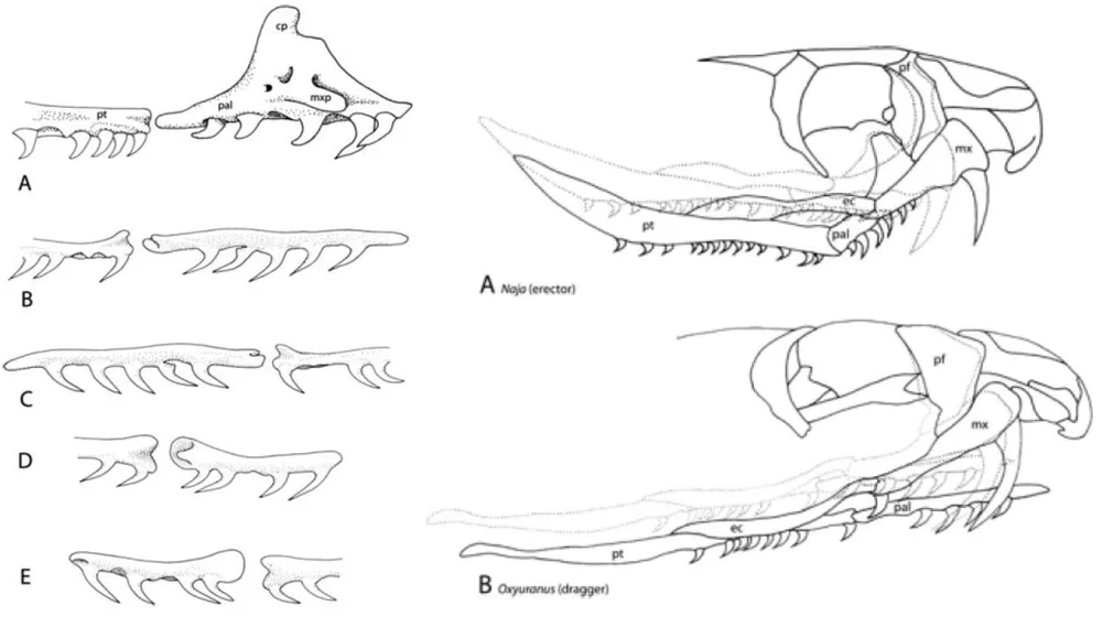 Ikaheka and Other ‘Palatine Draggers’, Cryptozoic Elapid Snakes of ...