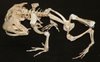 The Remarkably Weird Skeletons of Frogs — Tetrapod Zoology