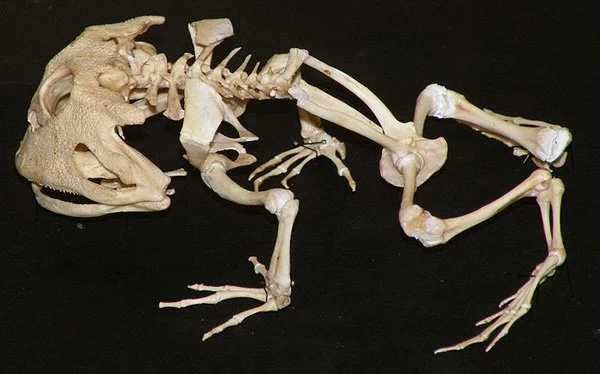 The Remarkably Weird Skeletons of Frogs — Tetrapod Zoology