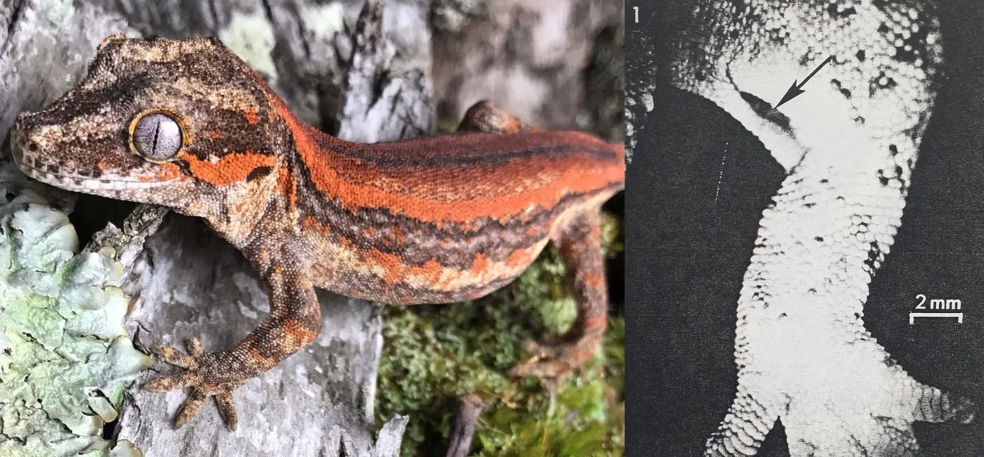 Do Lizards Really Have ‘Mite Pockets’? — Tetrapod Zoology