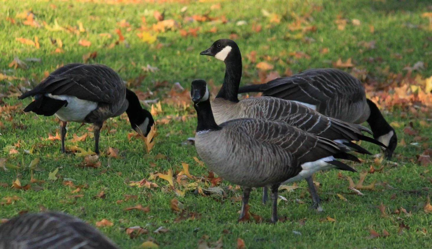 Birdwatching in Oregon — Tetrapod Zoology