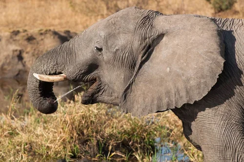 Crocodiles Attack Elephants Then, Now, and Still — Tetrapod Zoology