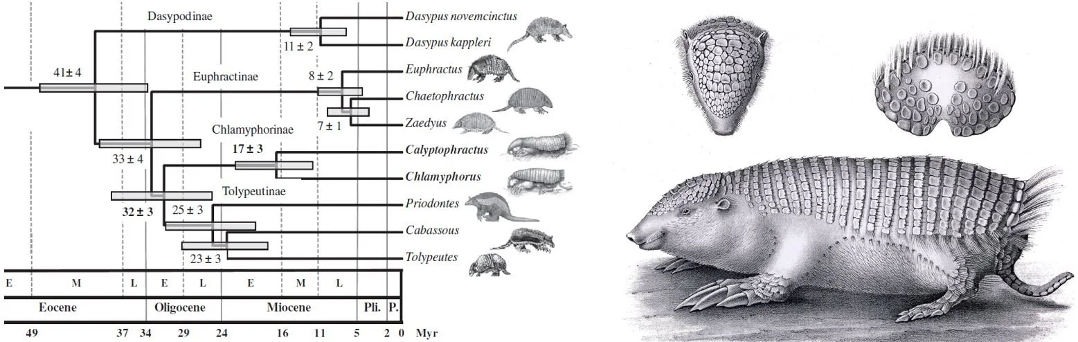 Armadillo Empire, Part 2: Fairies, Tolypeutines, and Where Glyptodonts ...