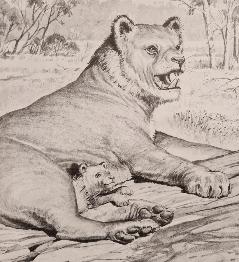 Thylacoleo, the Incredible Marsupial Lion — Tetrapod Zoology