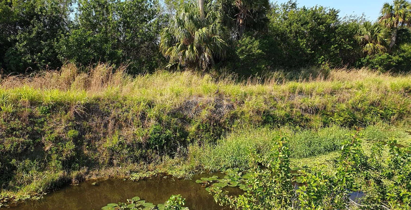The Great Florida Cassowary Relocation Event of 2023 — Tetrapod Zoology