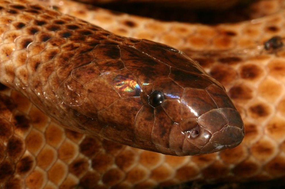 Ikaheka and Other ‘Palatine Draggers’, Cryptozoic Elapid Snakes of ...