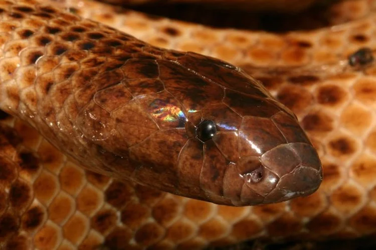 Ikaheka and Other ‘Palatine Draggers’, Cryptozoic Elapid Snakes of ...