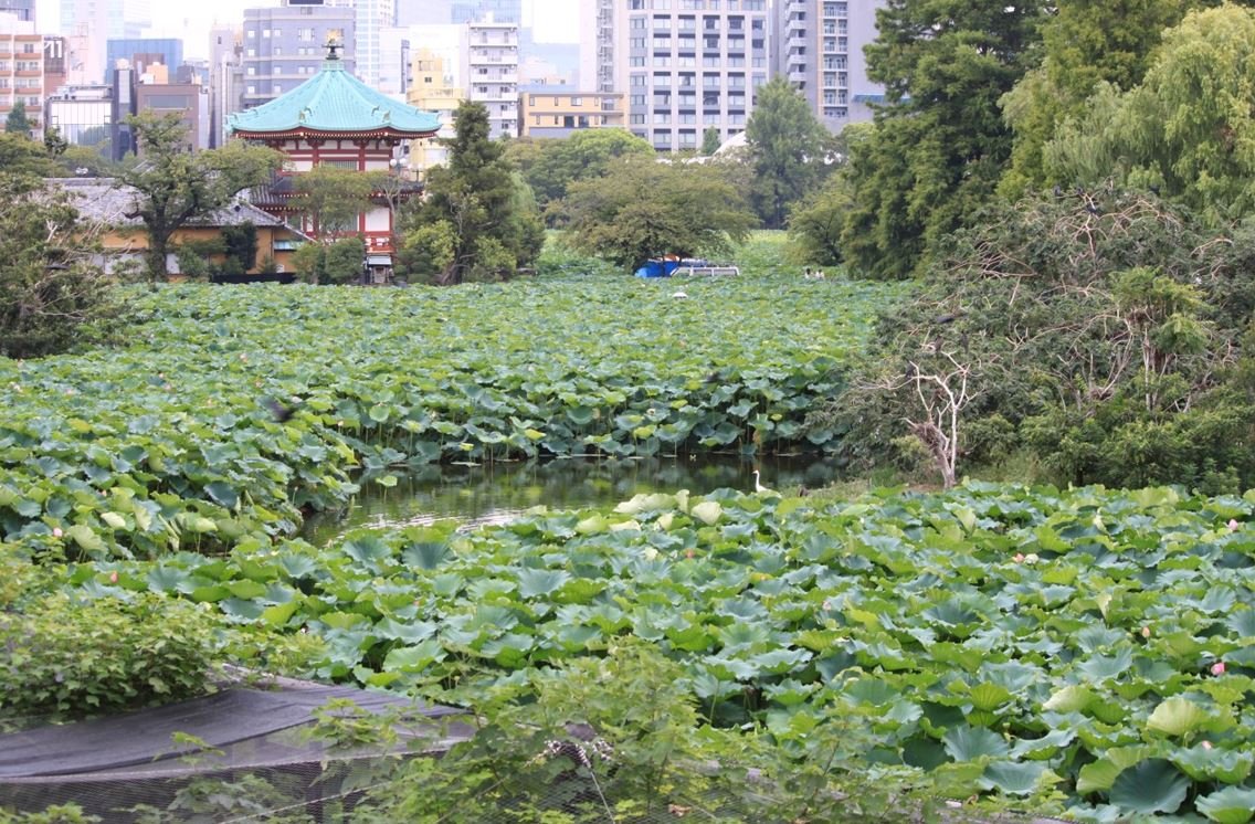 Tet Zoo Reviews Zoos: Tokyo’s Ueno Zoo — Tetrapod Zoology
