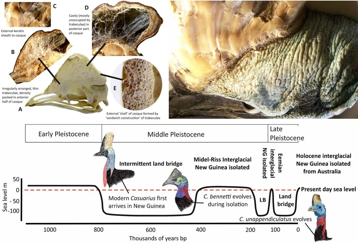 The Great Florida Cassowary Relocation Event of 2023 — Tetrapod Zoology