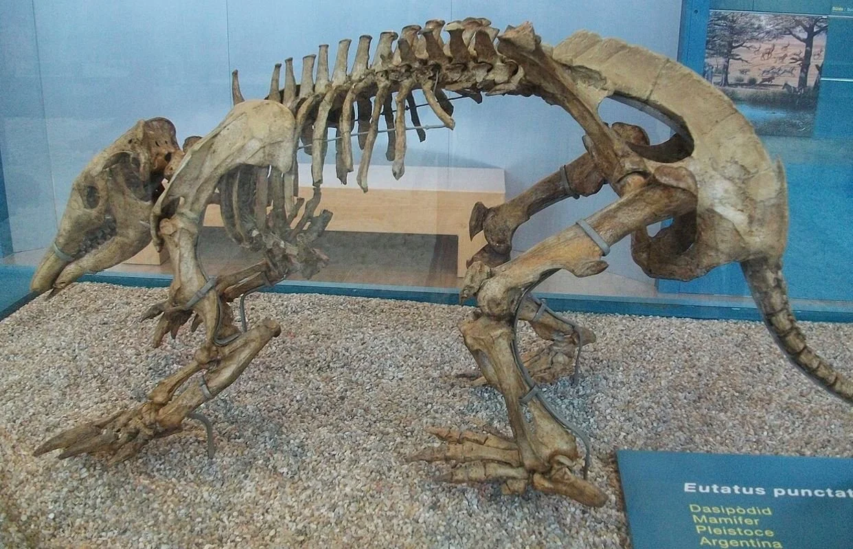 Armadillo Empire, Part 1: of Euphractines and Eutatines — Tetrapod Zoology