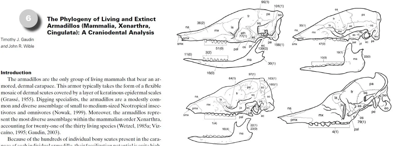 Armadillo Empire, Part 2: Fairies, Tolypeutines, and Where Glyptodonts ...