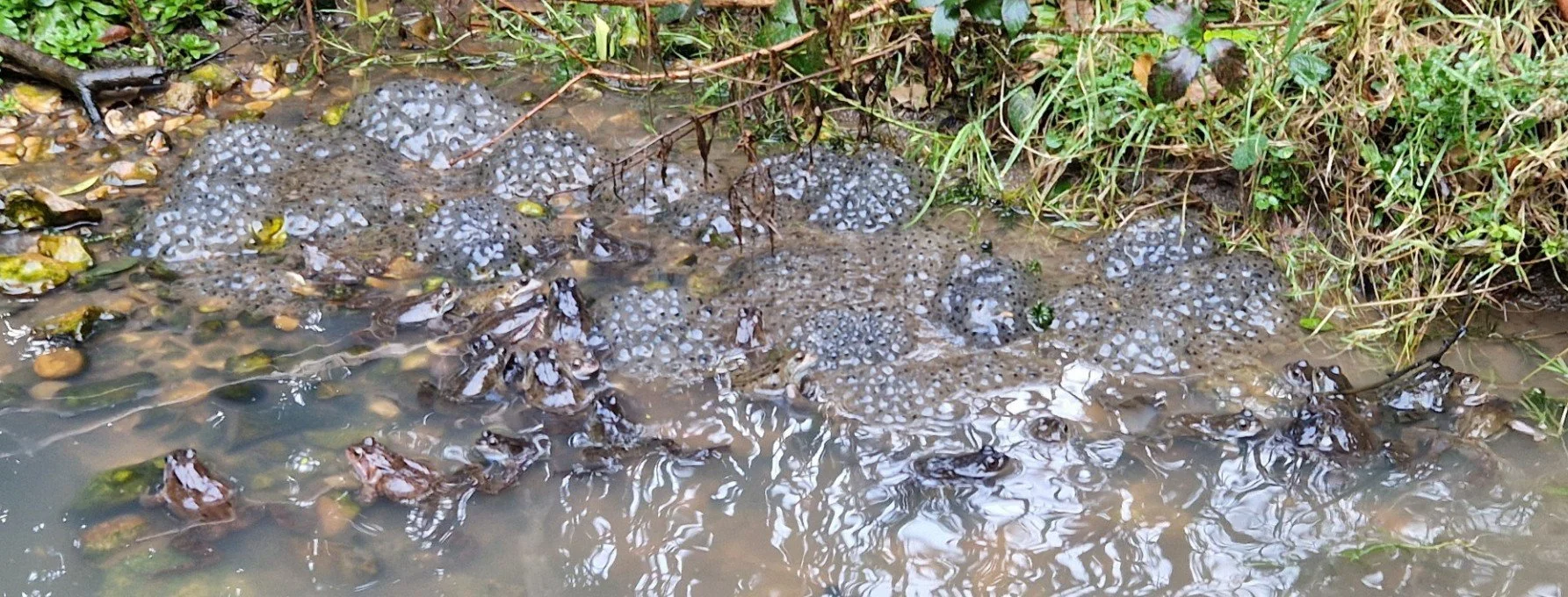 Spawnwatch 2026 — Tetrapod Zoology