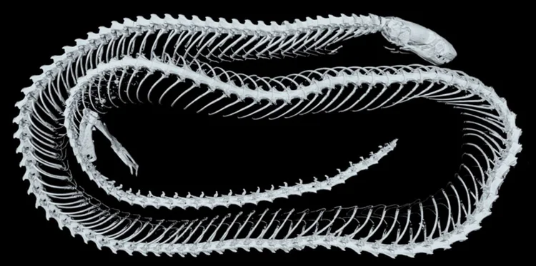 The Mysterious Dibamids — Tetrapod Zoology