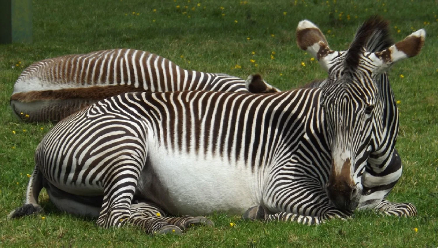 The Slightly Surprising Diversity of Zebras, Part 2 — Tetrapod Zoology