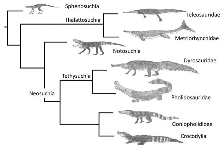Ancient Sea Reptiles Goes to Third Edition! — Tetrapod Zoology