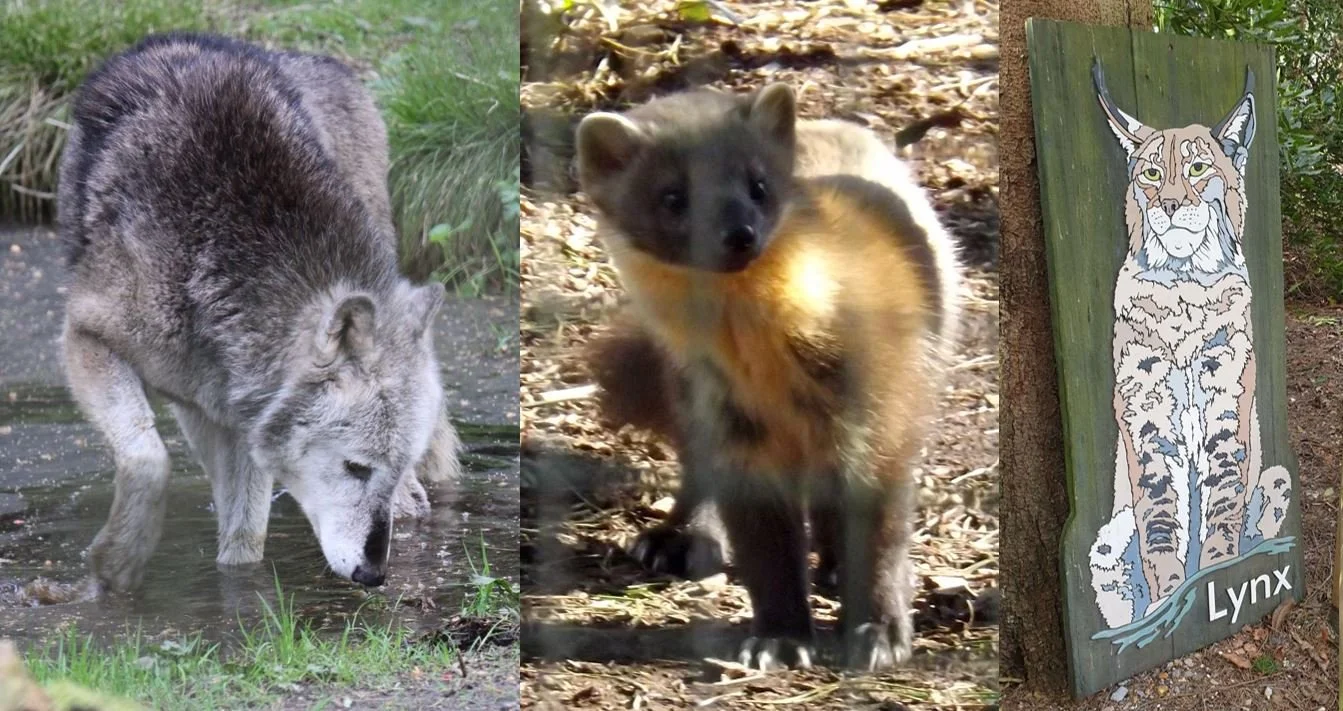 Tet Zoo Reviews Zoos: New Forest Wildlife Park — Tetrapod Zoology