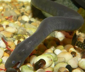 The Amazing Caecilians — Tetrapod Zoology