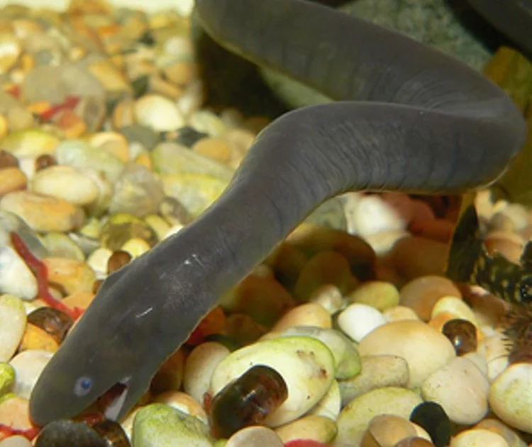 The Amazing Caecilians — Tetrapod Zoology