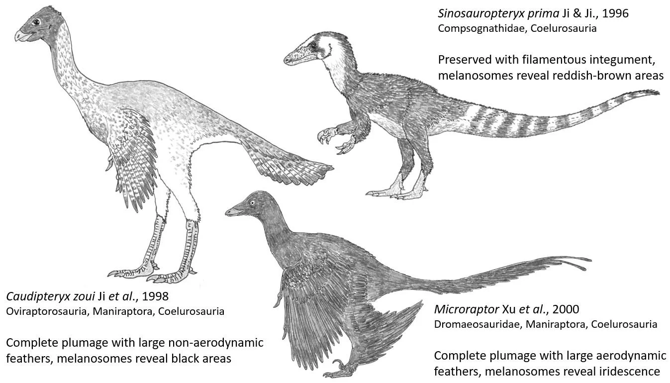 Alan Feduccia’s Romancing the Birds and Dinosaurs: Forays in Postmodern ...