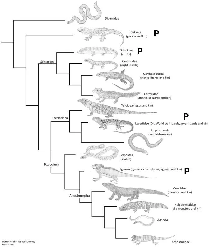 Do Lizards Really Have ‘Mite Pockets’? — Tetrapod Zoology