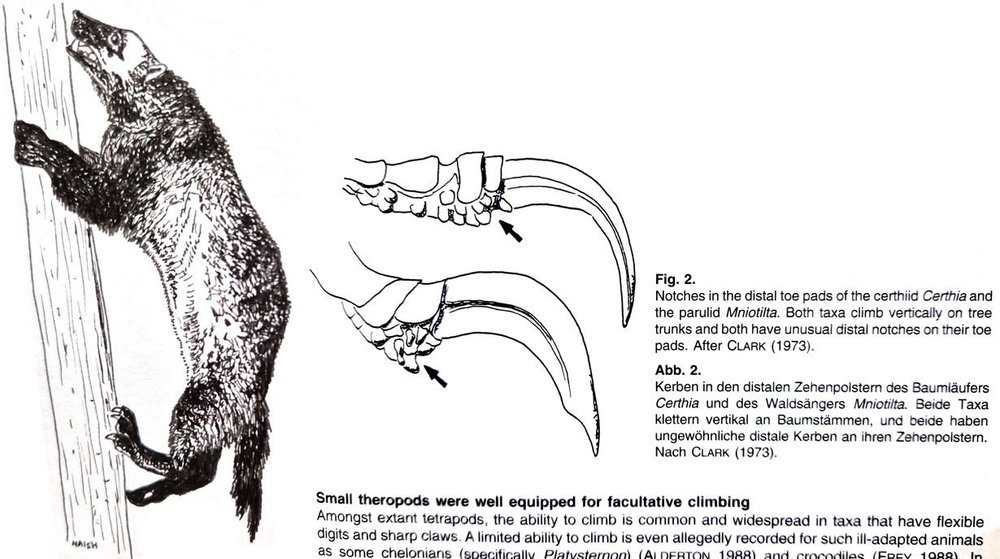 My Weird 2000 Paper on Tree-Climbing Dinosaurs — Tetrapod Zoology