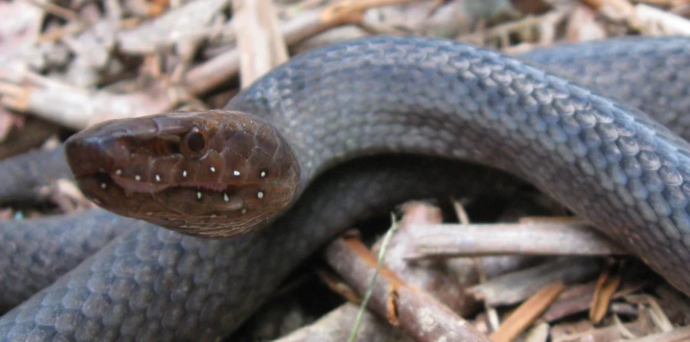 The Rehabilitation of Günther’s Black Cameroonian Snake — Tetrapod Zoology