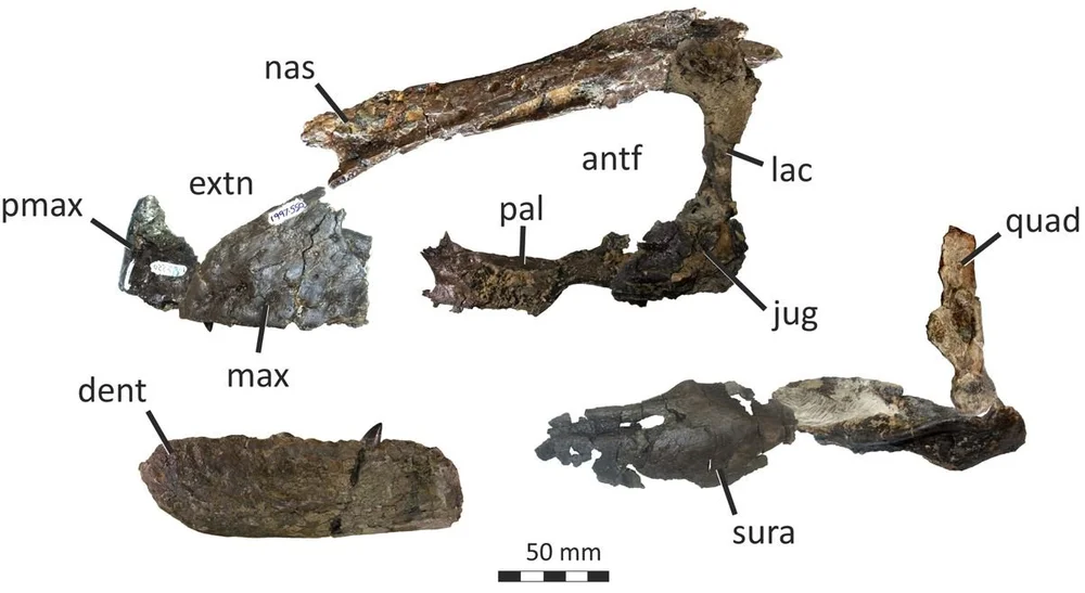 The Eotyrannus Monograph Is Finally Published — Tetrapod Zoology
