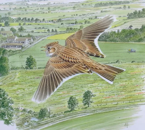 A History of Larks: Twists and Turns and Overlooked Convergence ...
