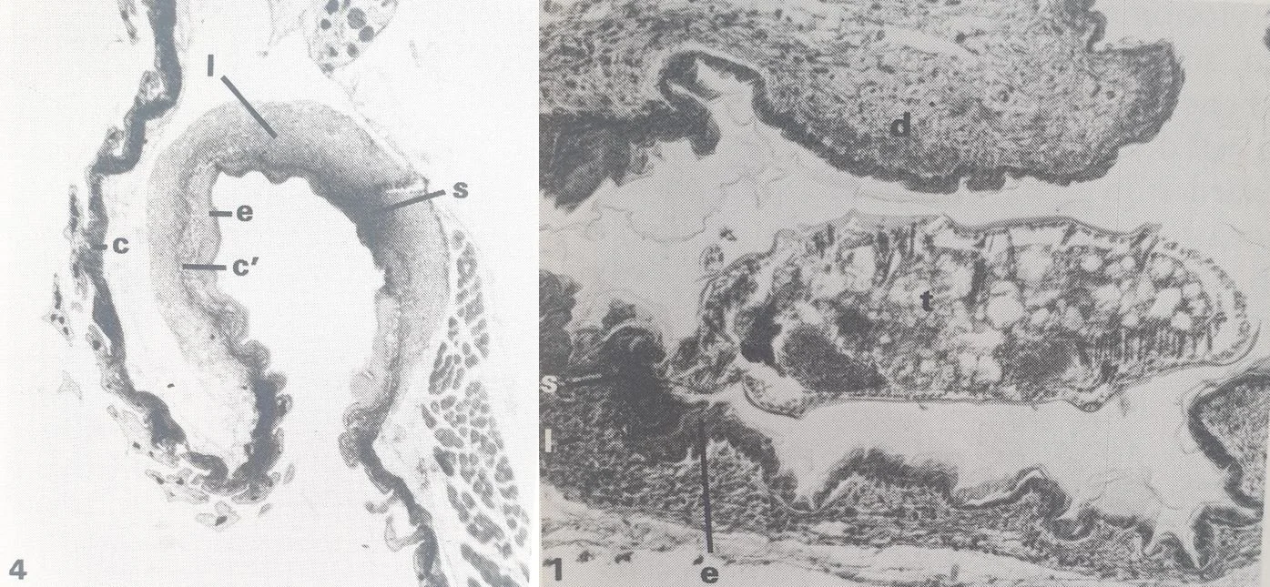 Do Lizards Really Have ‘Mite Pockets’? — Tetrapod Zoology