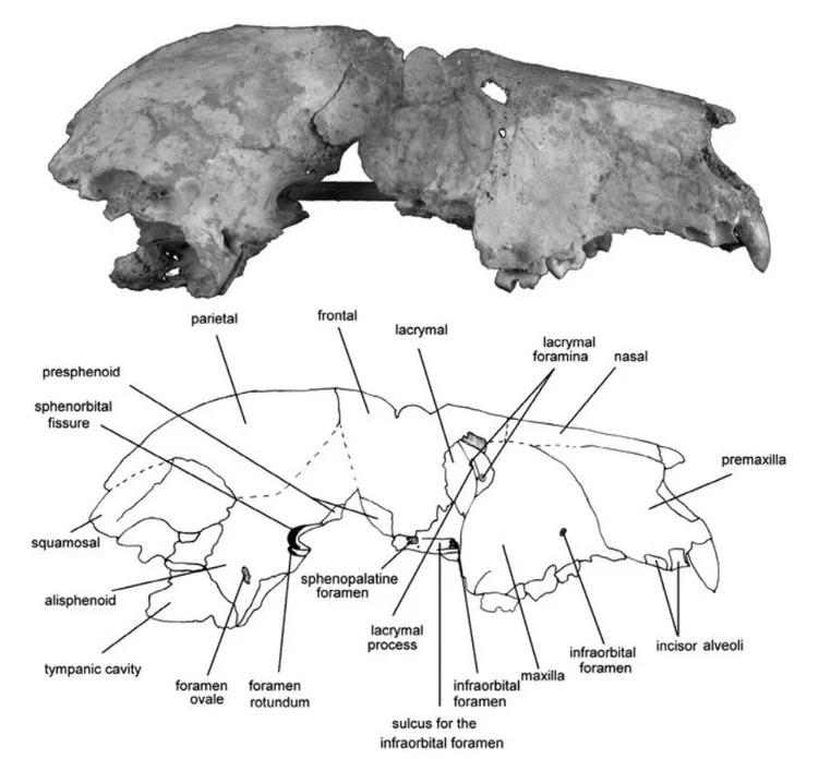 Diprotodontians Forever: the Vombatiform Radiation, Part I — Tetrapod ...
