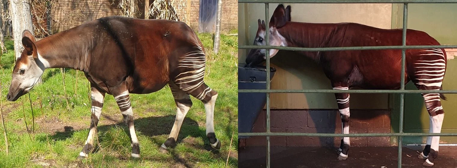 The Discovery of the Okapi, Part 2 — Tetrapod Zoology