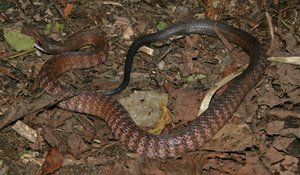 Ikaheka and Other ‘Palatine Draggers’, Cryptozoic Elapid Snakes of ...