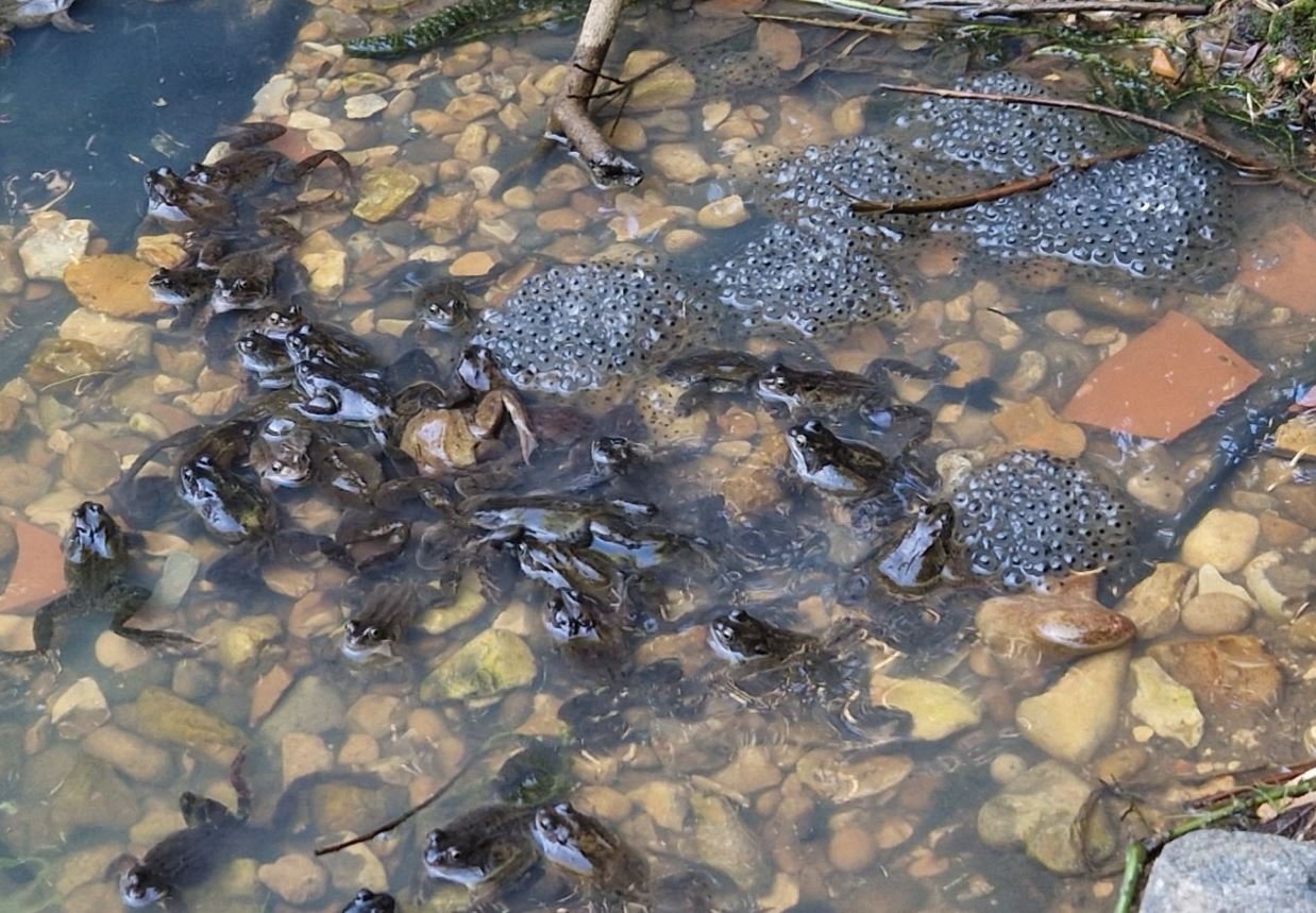 News From the Pond's Edge: Spawnwatch 2025 — Tetrapod Zoology