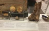 Robert Plot’s Lost Dinosaur Bone — Tetrapod Zoology