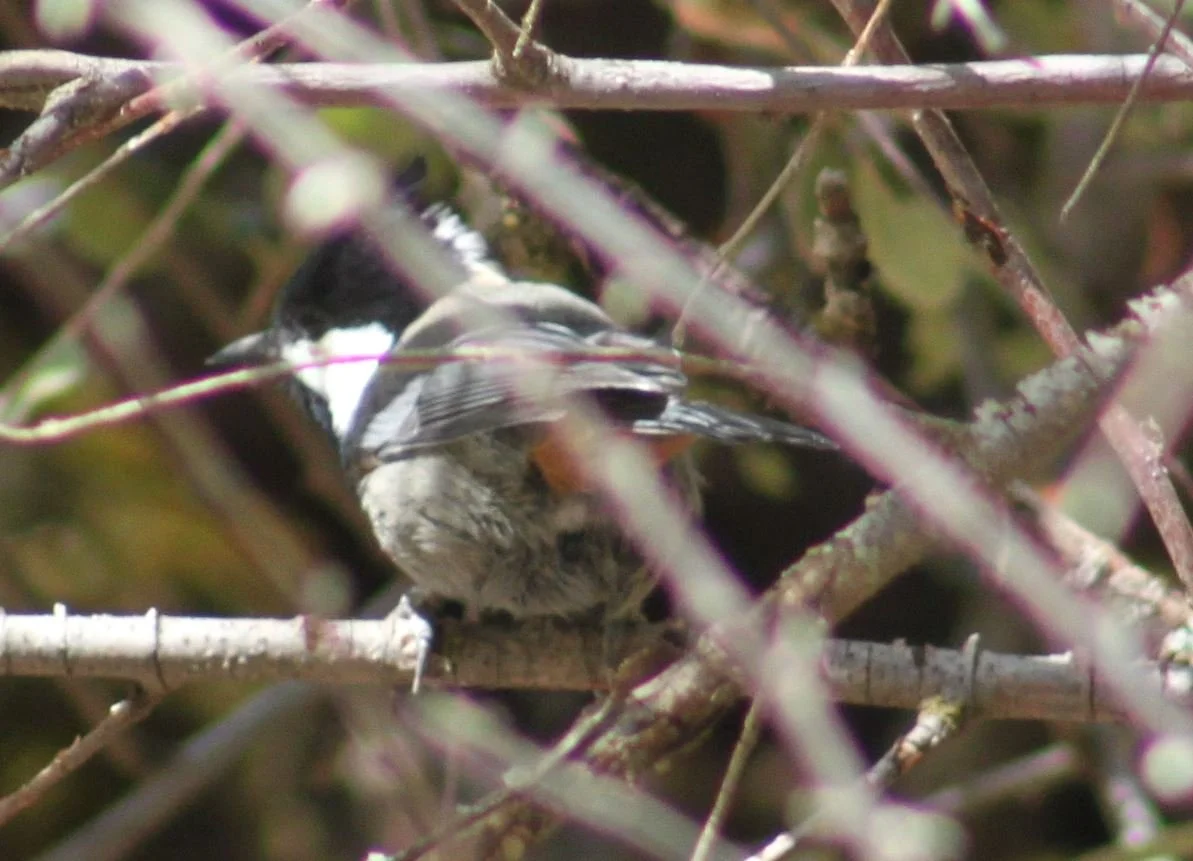 Birdwatching in Tajikistan, Part 2 — Tetrapod Zoology