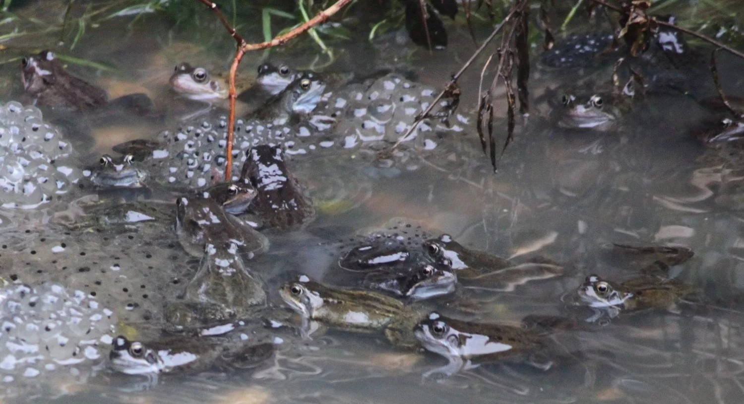 Spawnwatch 2026 — Tetrapod Zoology