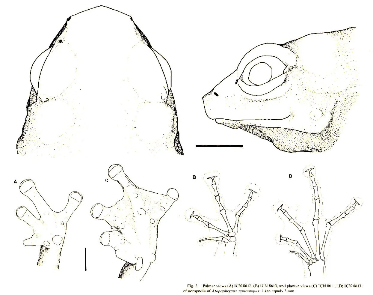 What, If Anything, Is A Strabomantid? — Tetrapod Zoology