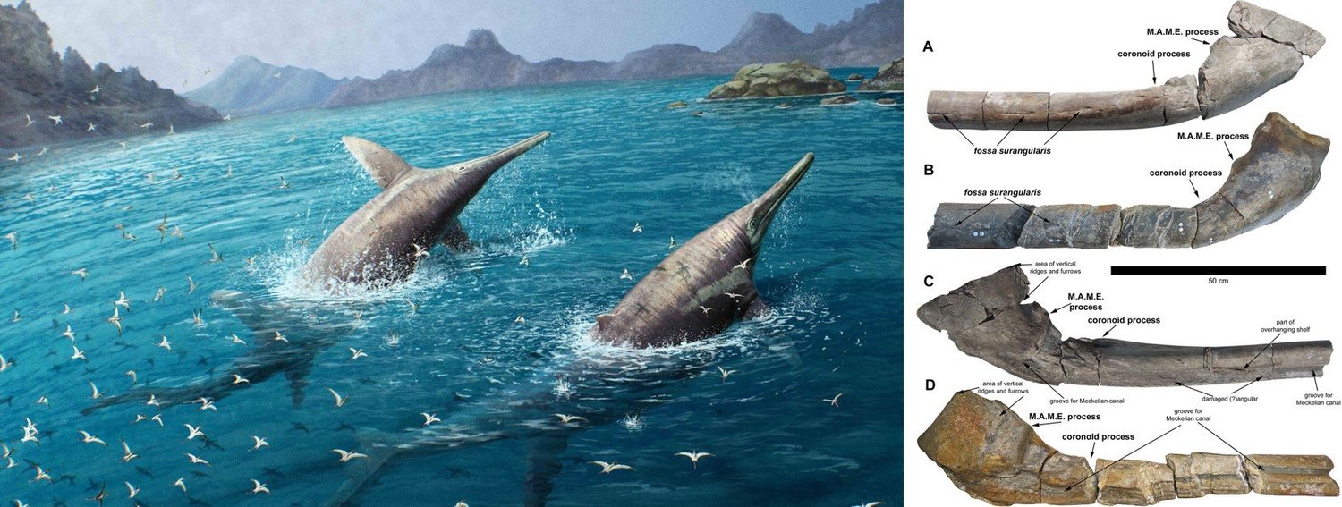 Ancient Sea Reptiles Goes to Third Edition! — Tetrapod Zoology