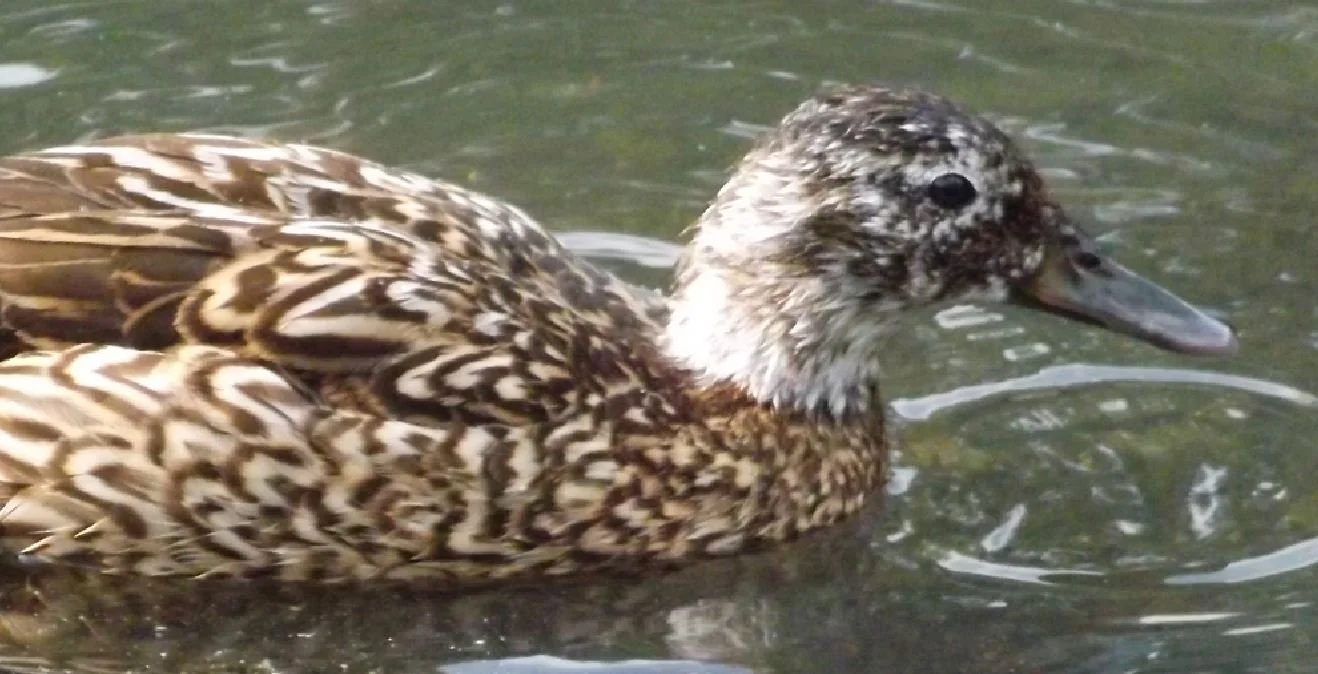 Laysan Ducks: Not as Degenerate as People Used to Think — Tetrapod Zoology