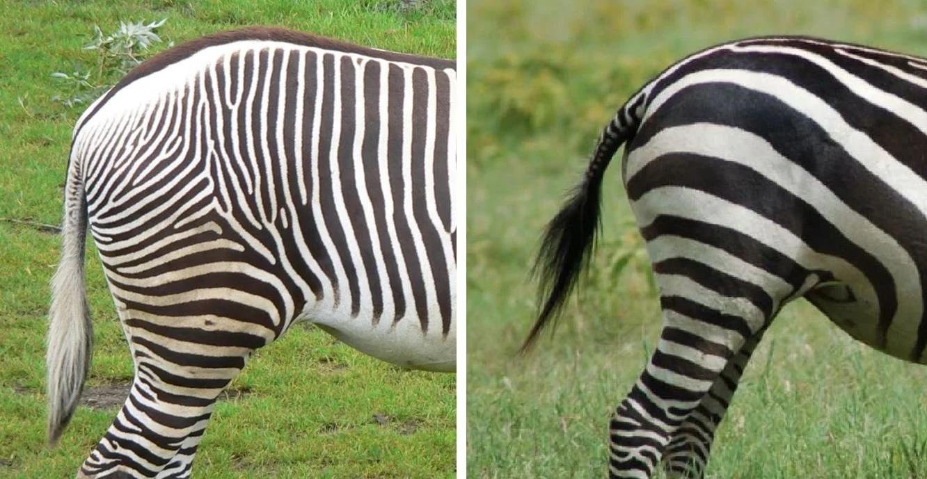 The Slightly Surprising Diversity of Zebras, Part 2 — Tetrapod Zoology